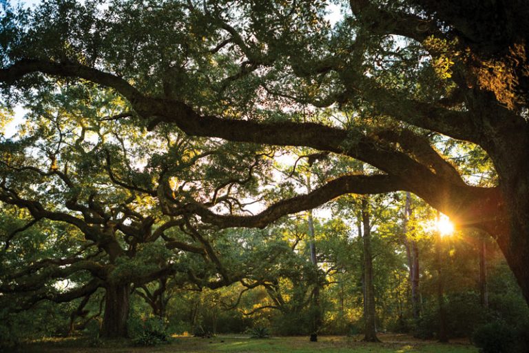 5 Reasons to Visit the Mississippi Gulf Coast - Southern Lady Magazine