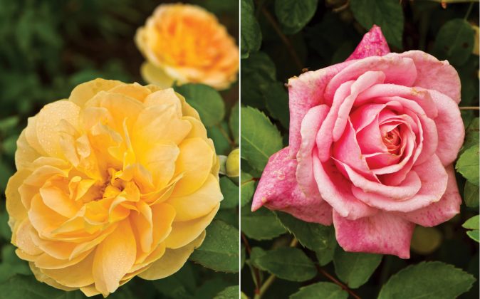 Get Back to Basics with Heirloom Roses - Southern Lady Magazine
