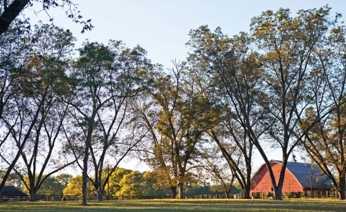 Down in the Pecan Grove - Southern Lady Magazine