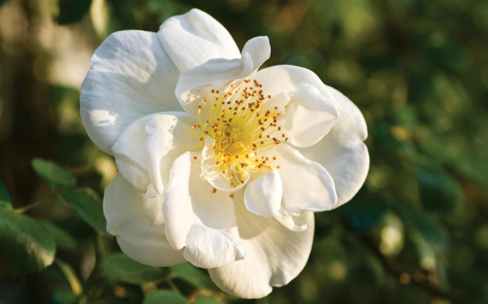 Signs of the Season: Spring Edition - Southern Lady Magazine