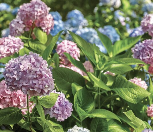 Current Issue - Southern Lady Magazine